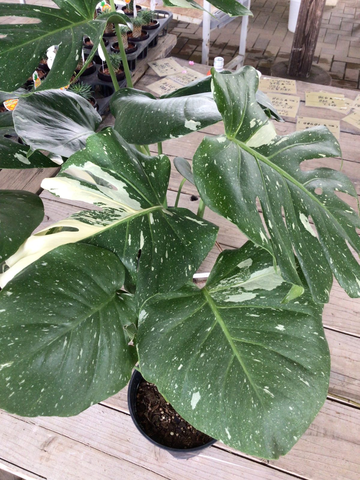 姫路で切り花・鉢花・花苗・観葉植物をご購入なら、姫路市・書写山の麓にあるガーデニングショップの花もん屋｜入荷情報