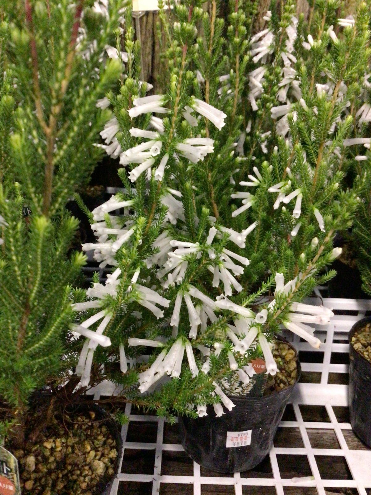 姫路で切り花・鉢花・花苗・観葉植物をご購入なら、姫路市・書写山の麓にあるガーデニングショップの花もん屋｜入荷情報