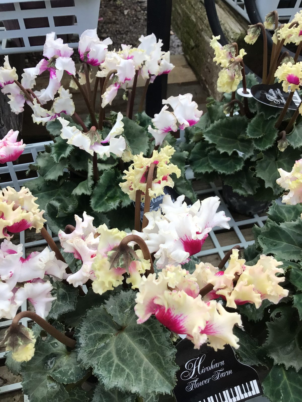 姫路で切り花・鉢花・花苗・観葉植物をご購入なら、姫路市・書写山の麓にあるガーデニングショップの花もん屋｜入荷情報