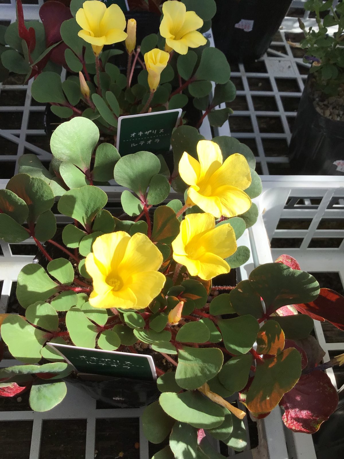 姫路で切り花・鉢花・花苗・観葉植物をご購入なら、姫路市・書写山の麓にあるガーデニングショップの花もん屋｜入荷情報