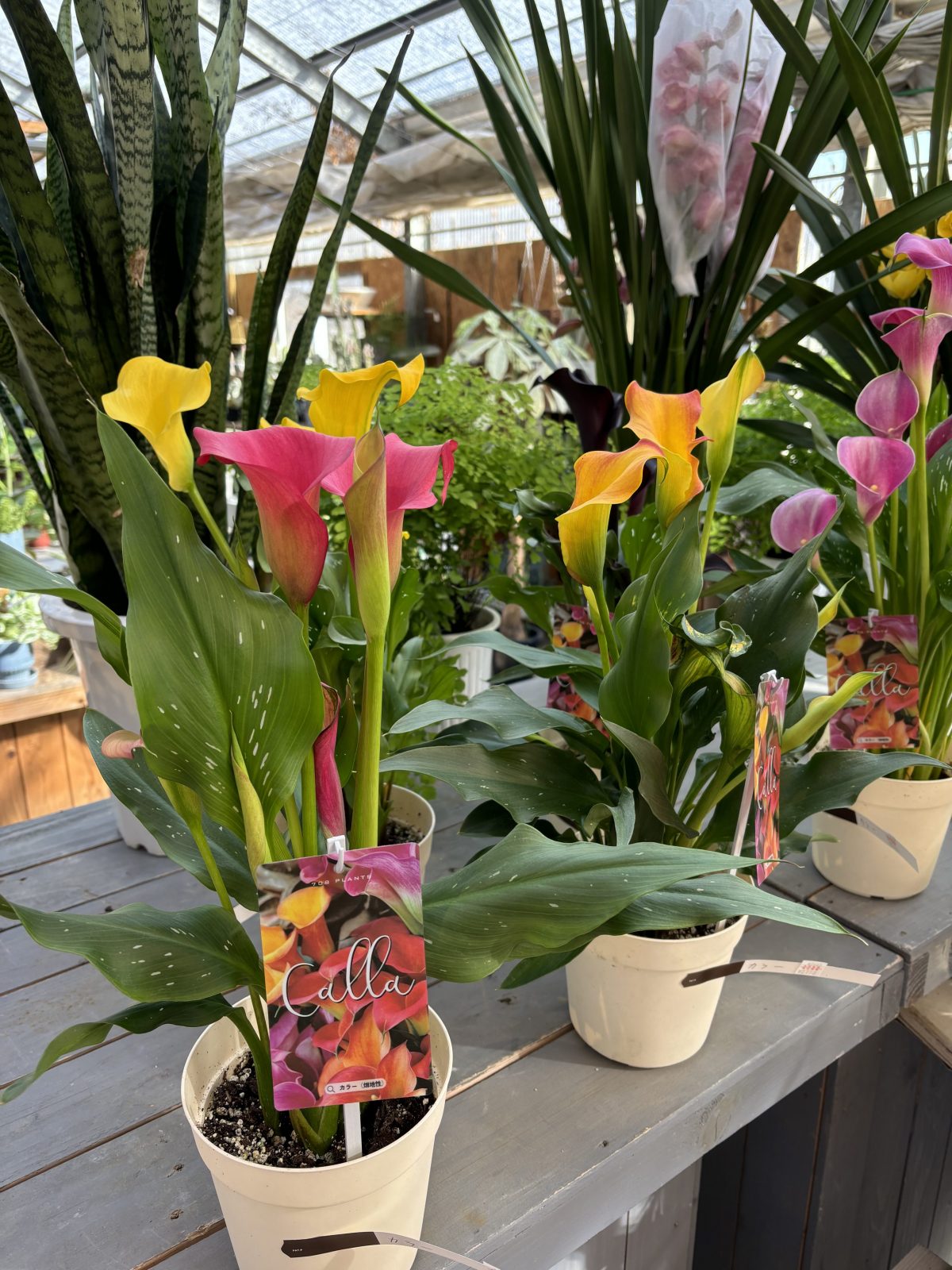 姫路で切り花・鉢花・花苗・観葉植物をご購入なら、姫路市・書写山の麓にあるガーデニングショップの花もん屋｜入荷情報