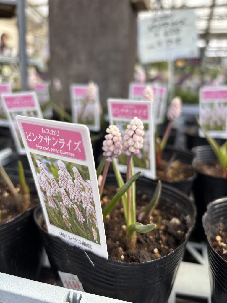 姫路で切り花・鉢花・花苗・観葉植物をご購入なら、姫路市・書写山の麓にあるガーデニングショップの花もん屋｜入荷情報