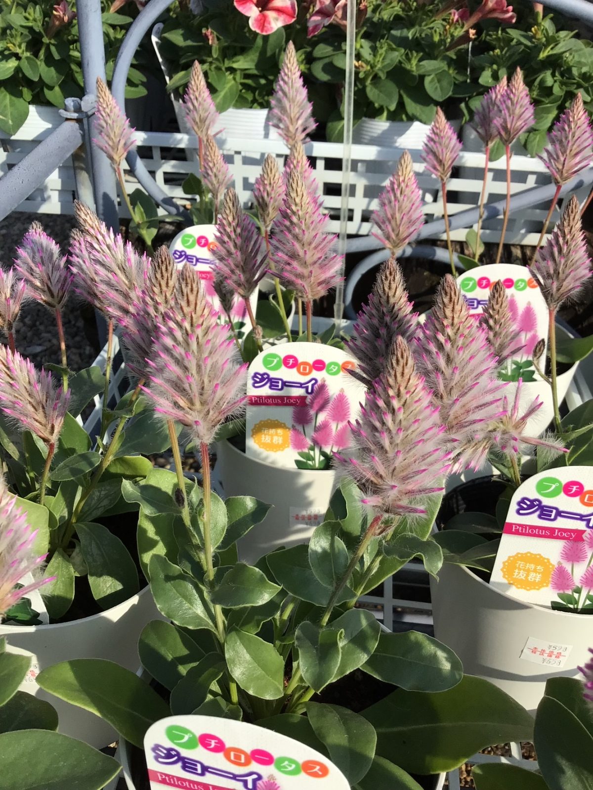 姫路で切り花・鉢花・花苗・観葉植物をご購入なら、姫路市・書写山の麓にあるガーデニングショップの花もん屋｜入荷情報