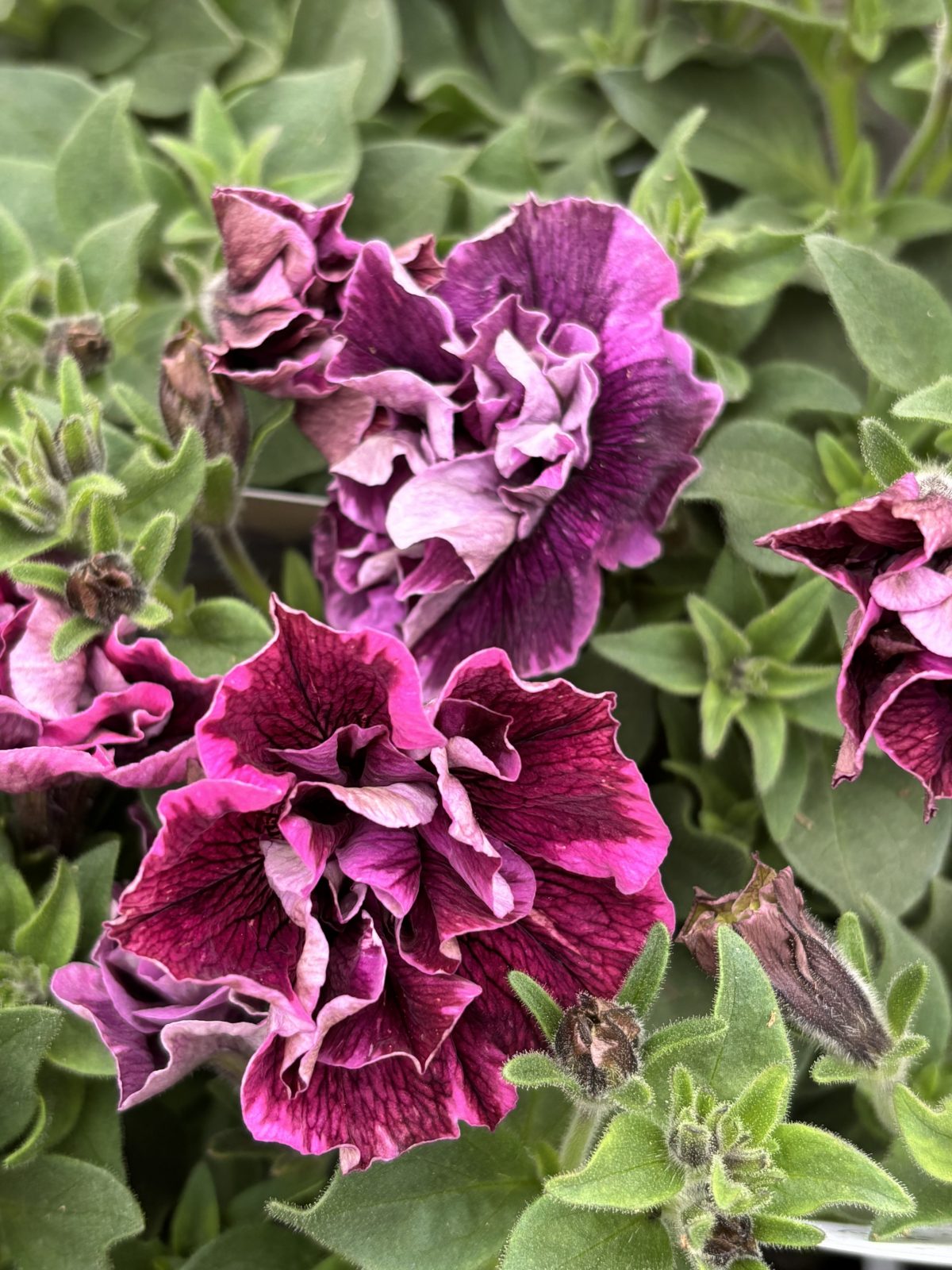 姫路で切り花・鉢花・花苗・観葉植物をご購入なら、姫路市・書写山の麓にあるガーデニングショップの花もん屋｜入荷情報