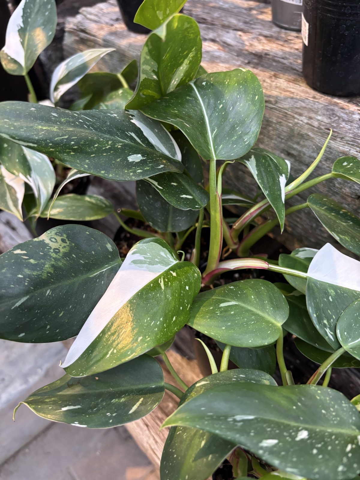 姫路で切り花・鉢花・花苗・観葉植物をご購入なら、姫路市・書写山の麓にあるガーデニングショップの花もん屋｜入荷情報